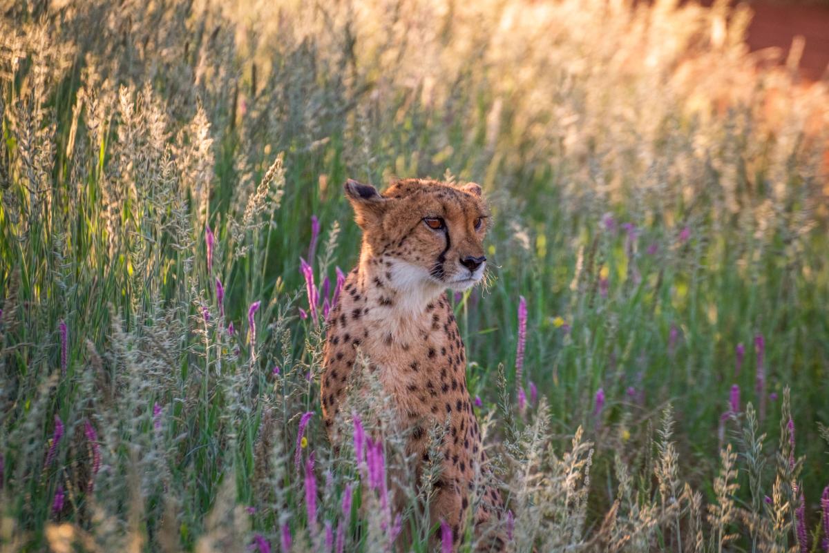 South Africa Safari Group Tours & Tailor-Made Holidays 2026-2027 | Cox ...